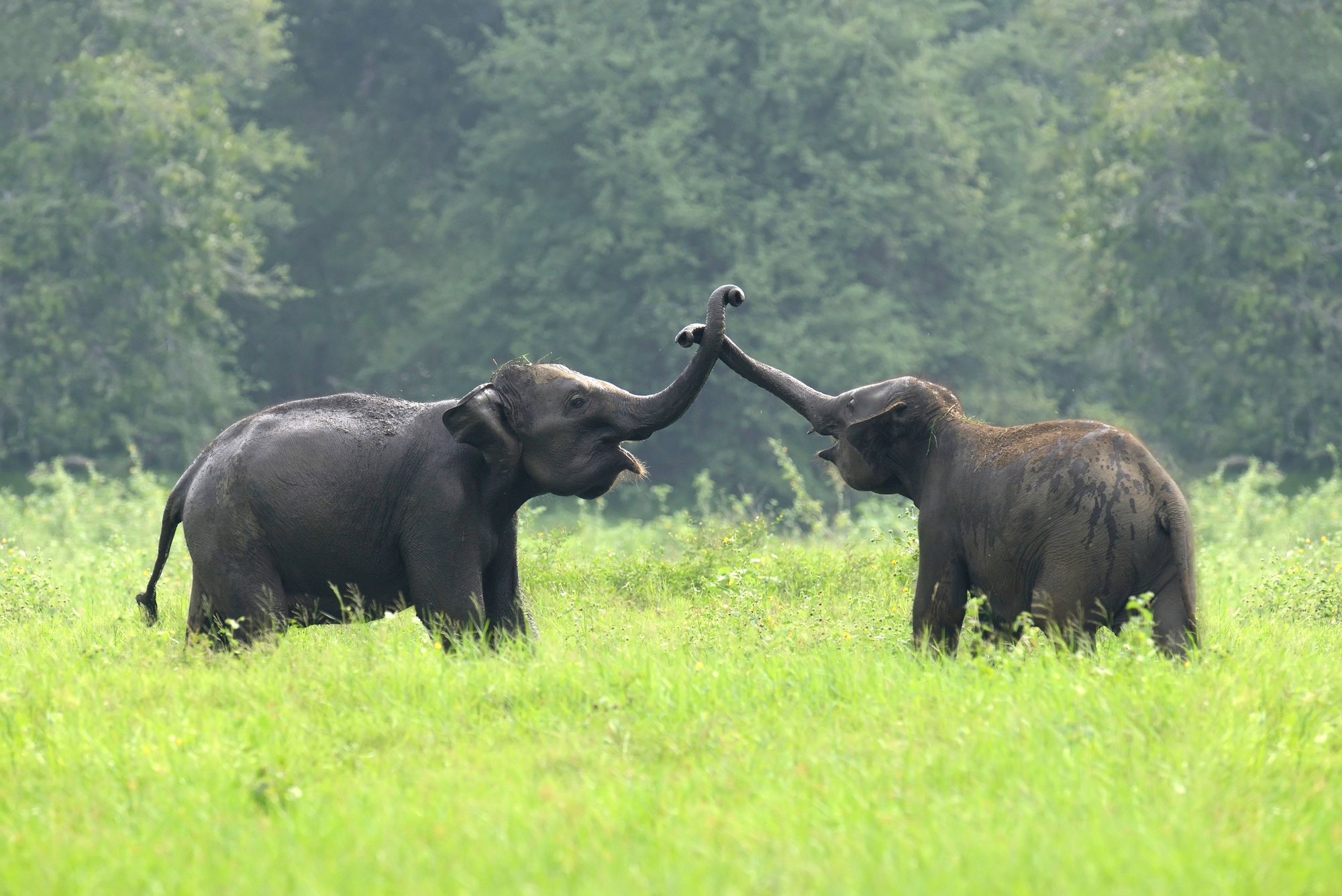 How to Reach Jaldapara National Park from Kolkata